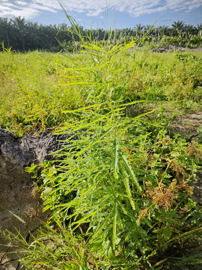 Tiny Pink Melochia Corchorifolia Flower Weed Plant. Stock Image - Image ...