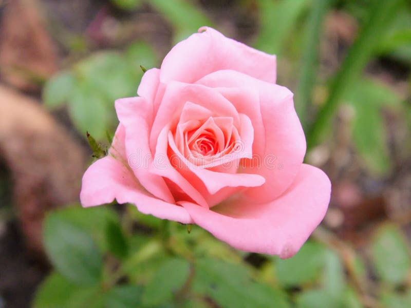 Tiny pink rose stock image. Image of pink, rose, fresh - 137093129