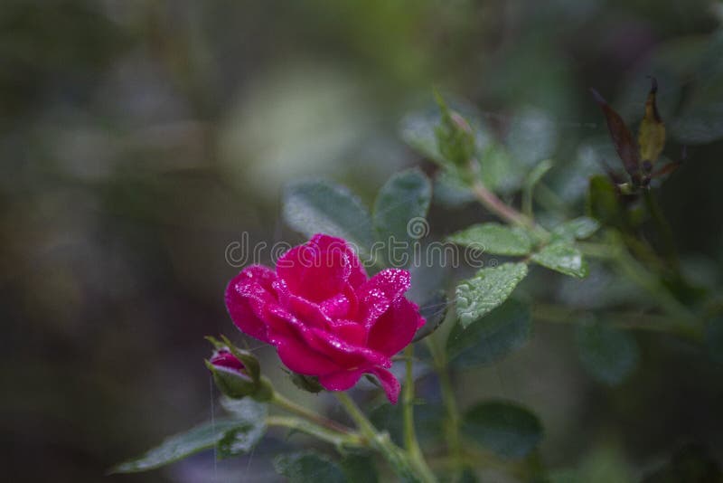 Tiny Pink Rose with Bokeh Background Stock Photo - Image of outdoors ...