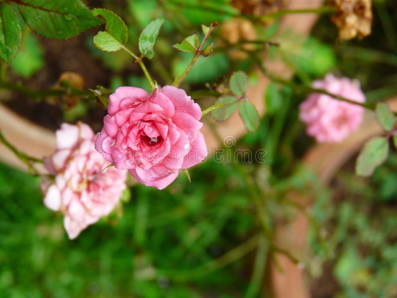 Tiny pink rose rosaceae 2 stock photo. Image of natural - 128737656