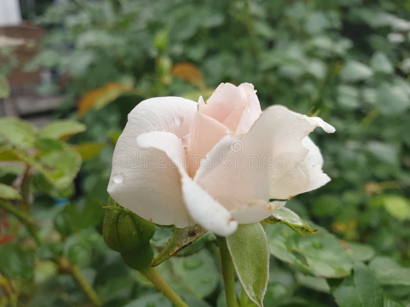 Tiny Pink Rose from a Side View Stock Photo - Image of present, close ...