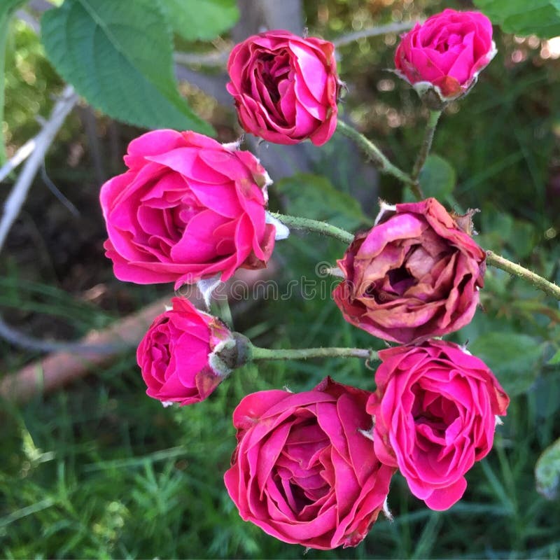 Tiny Pink Roses stock photo. Image of roses, tiny, tree - 76739500