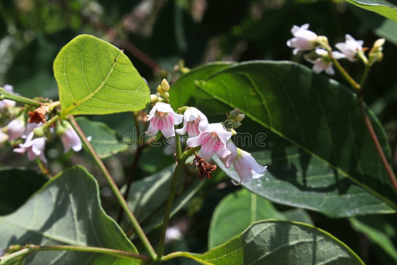 Tiny Pink Striped Bell Shaped Flowers on a Dogbane Stock Image - Image ...