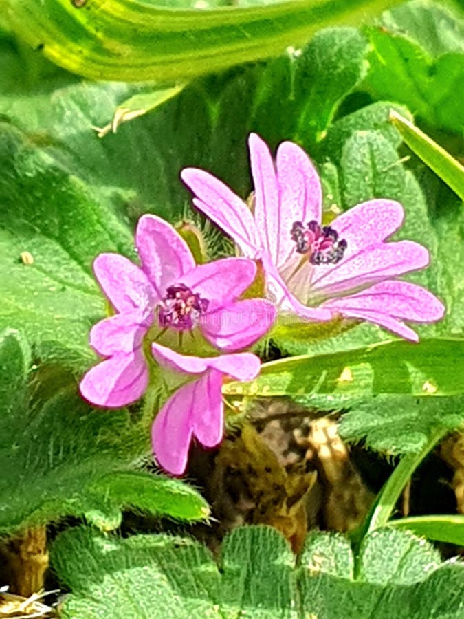 Tiny Pink Wild Flower on Green Grass Stock Image - Image of pink, wild ...