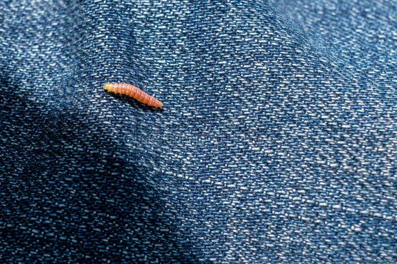 2,771 Pink Worm Stock Photos - Free & Royalty-Free Stock Photos from Dreamstime