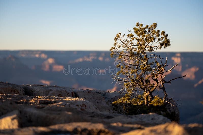 Tiny Pinon Pine Tree Grows on the Edge of the South Rim Stock Photo ...