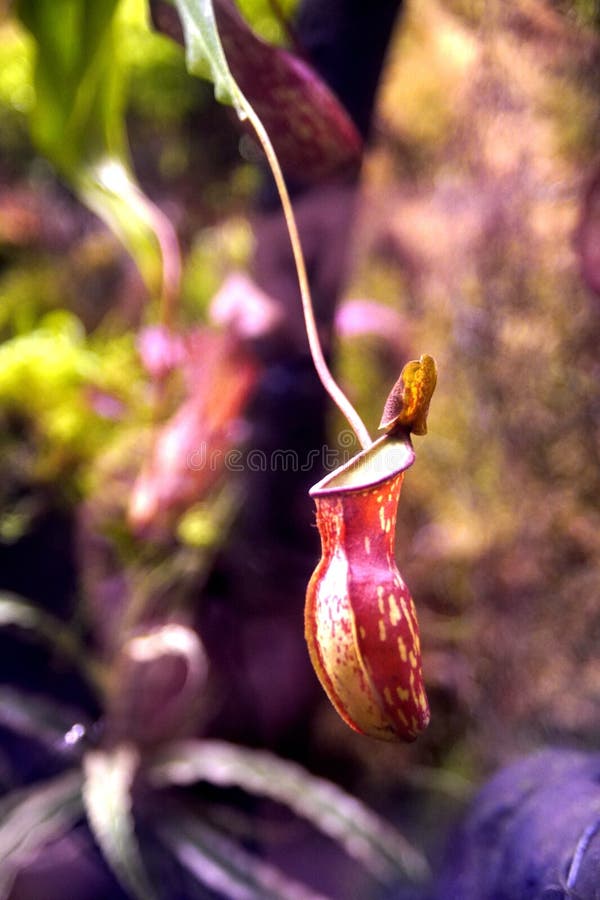 Tiny Pitcher Plant Hangs on a Tree Branch, Surrounded by Leaves Stock ...
