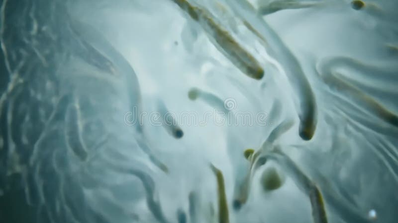 Tiny Plankton-like Organisms Floating Gently Underwater in Soft Blue ...