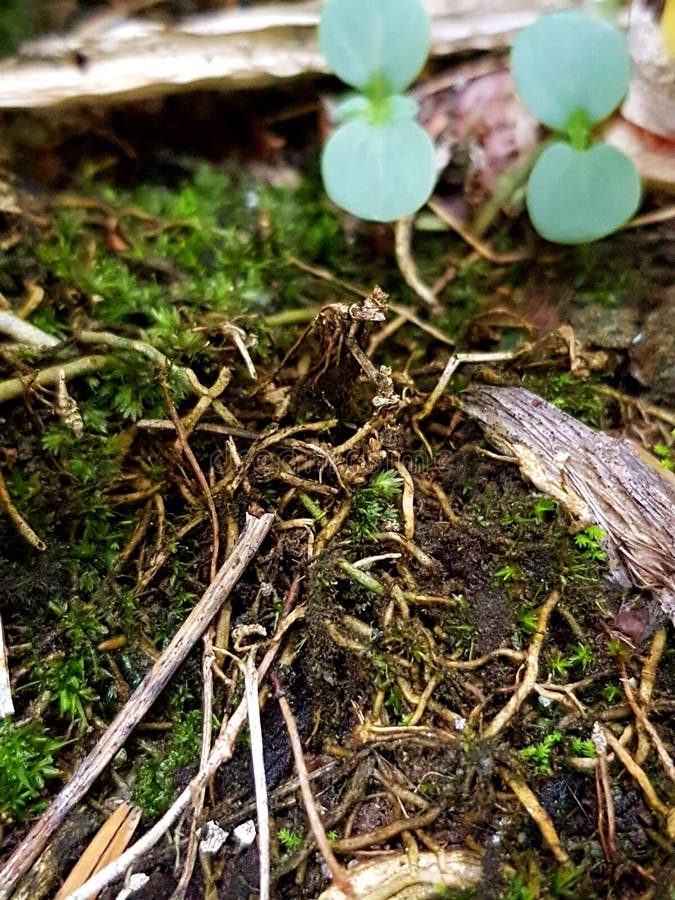 Tiny Plant, Ant Globe, Moss, Nature, Plant, Stock Photo - Image of ...