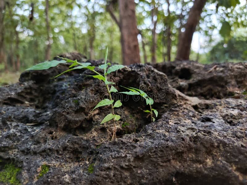 Tiny Plant Emerging from Rough Terrain in Jungle — Great Nature Photo ...
