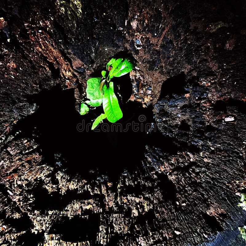 Tiny Plant Grown Inside of a Tree Trunk Stock Photo - Image of light ...