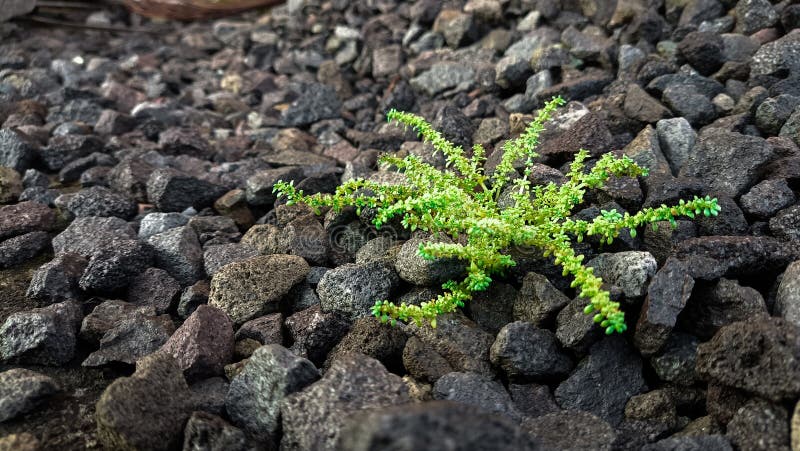 Tiny Plant among Pile of Rock Stock Image - Image of plant, rock: 283322793