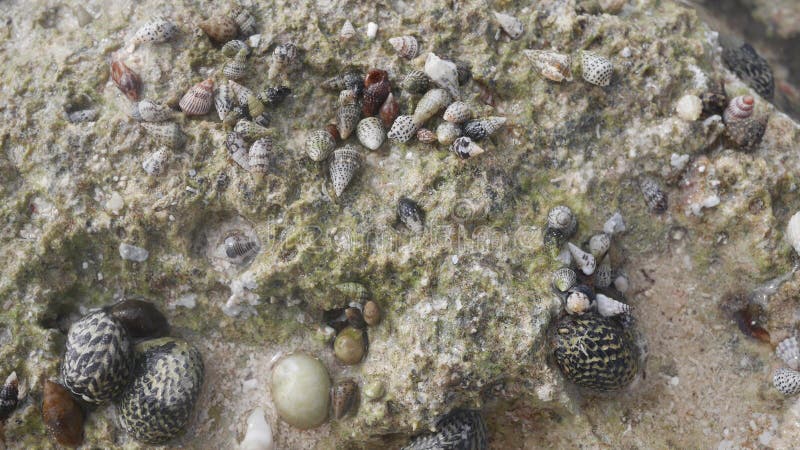Tiny Pointy Pretty Shells on Light Colour Rock on Beach in Mexico Stock ...
