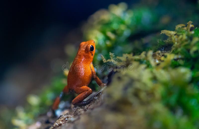 Tiny Poisoned Red Frog on a Wet Forest Stock Photo - Image of ...