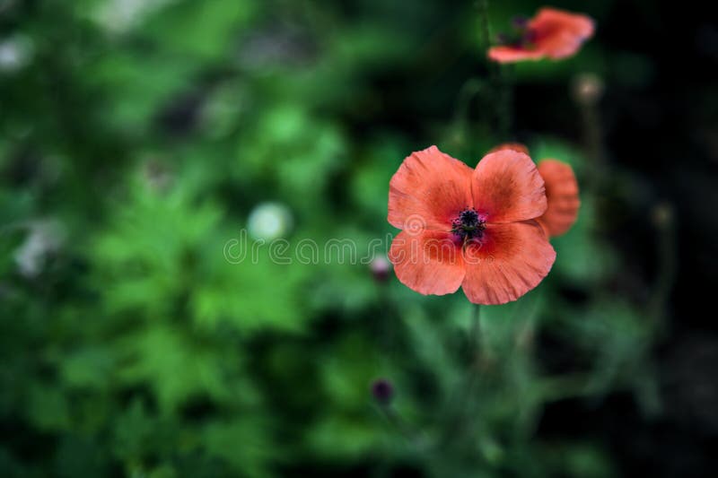 Tiny Poppy in a Garden Seen Up Close Stock Photo - Image of countryside ...