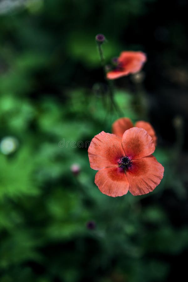 Tiny Poppy in a Garden Seen Up Close Stock Image - Image of blooming ...