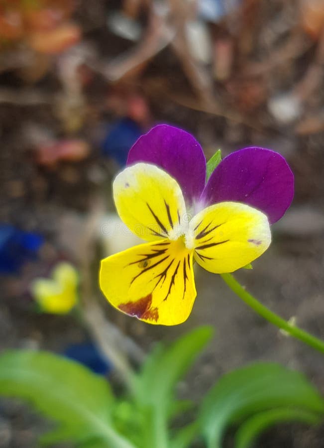 Tiny pot flowers stock image. Image of vegetable, petal - 231976793
