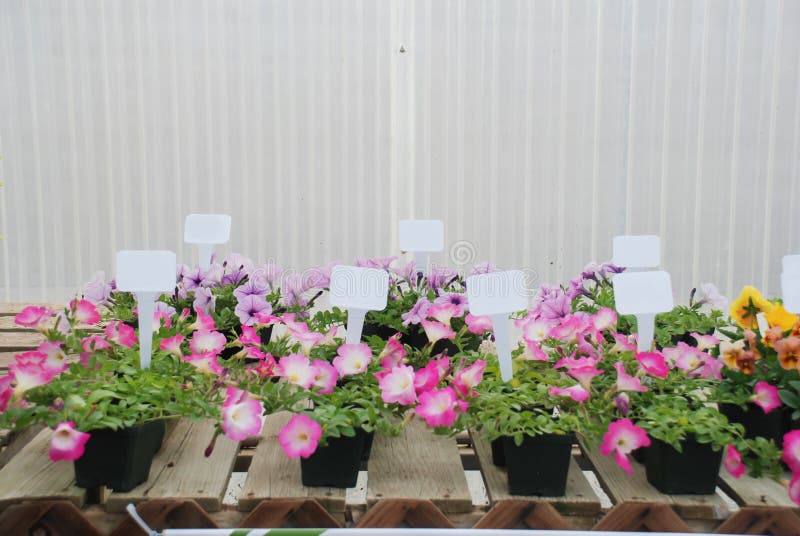 Tiny Potted Plant with a Tag, Flower Pot Plant Stock Image - Image of ...