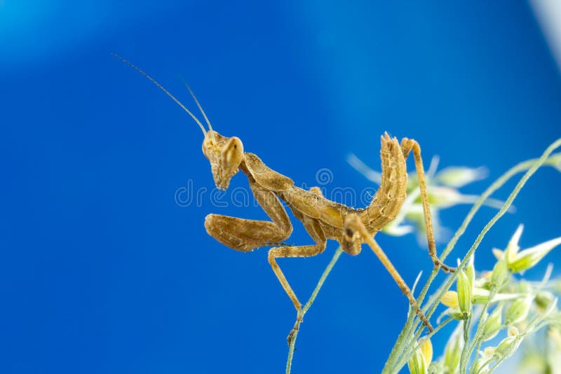 Tiny Praying Mantis stock photo. Image of camera, insects - 52668722