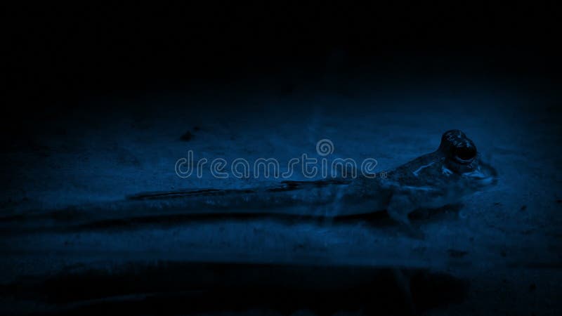 Tiny Prehistoric Creature in Swamp at Night Stock Footage - Video of ...