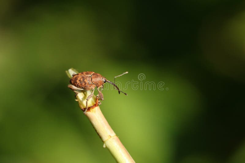 A Stunning Acorn Weevil Curculio Glandium Perching on a Plant. Stock ...