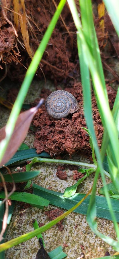 A Tiny Pretty Snail Shell on Dirt. Stock Photo - Image of nature, tiny ...