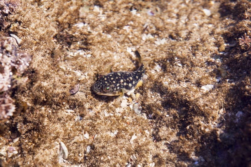 A Tiny Puffer Fish on the Bottom of a Pool Stock Image - Image of ...