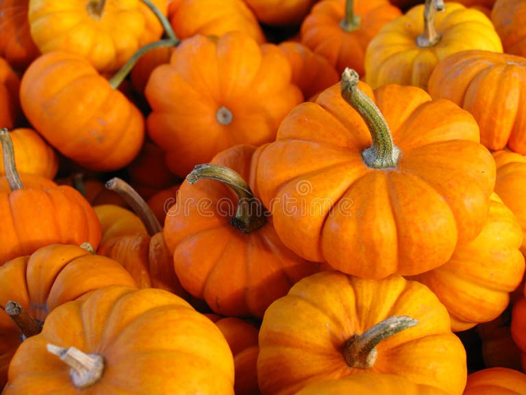 1,372 Tiny Pumpkins Knockout Stock Photos - Free & Royalty-Free Stock ...