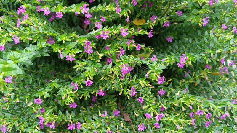 Tiny Purple Flower in the Bush Stock Image - Image of lilac, garden ...