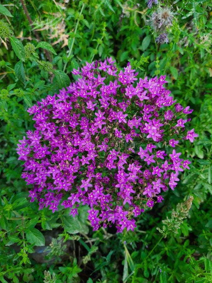 Tiny purple flowers stock image. Image of bouquet, leaf - 185841327