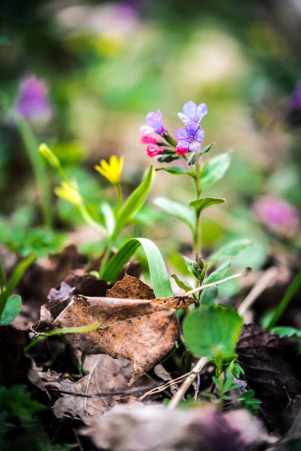 Purple forest flowers stock photo. Image of green, forest - 116610710