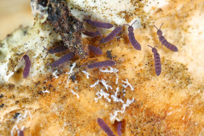 Tiny , Purple Springtails Collembola on the Fruiting Body of the ...