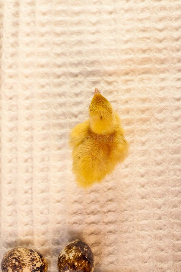 Tiny Quail Chicks that Just Hatched from an Egg Stock Image - Image of ...