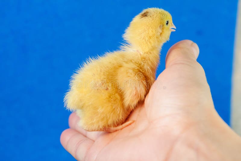 Tiny Quail Chicks that Just Hatched from an Egg Stock Image - Image of ...