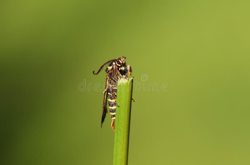 A Tiny Rare Raspberry Clearwing Moth, Pennisetia Hylaeiformis, Perching ...