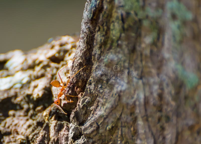 Tiny Red Ant Explore Around Tree S Bark Stock Image - Image of ...