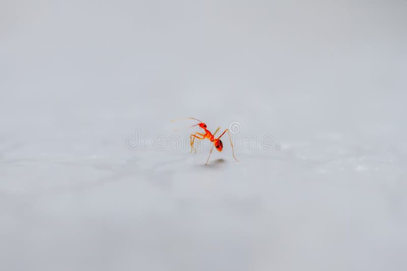 Tiny Red Ant on a White Surface. Stock Image - Image of wildlife ...