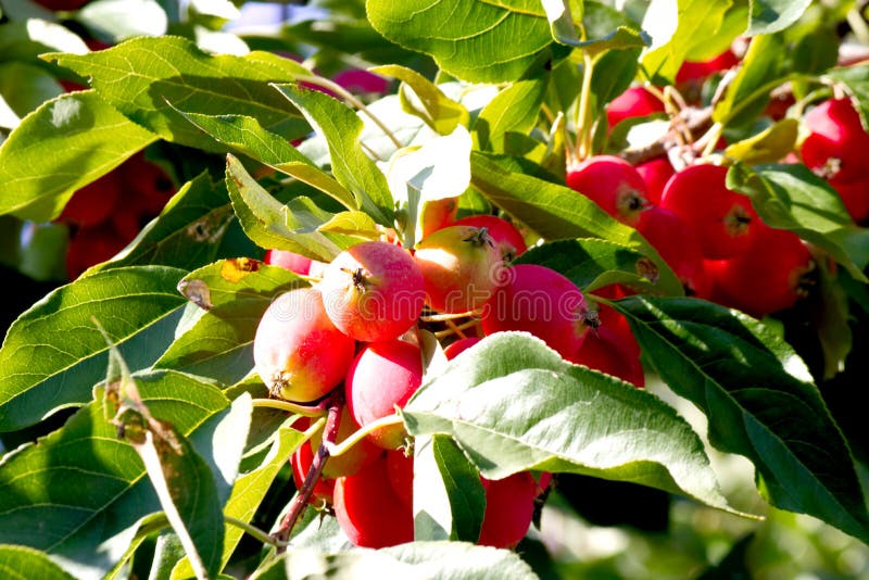 Tiny Red Apple Contrasting with the Green Apple Tree Leaves Stock Image ...