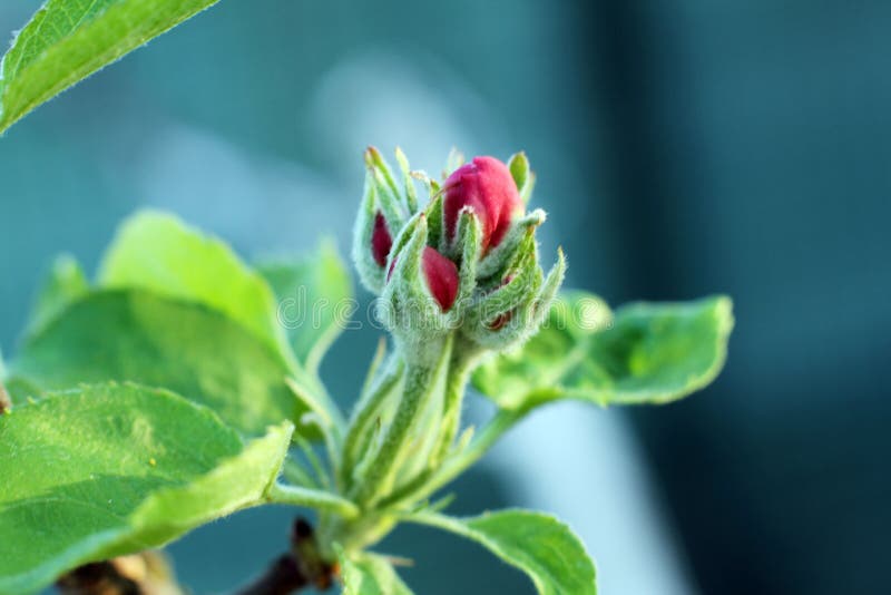 Tiny Red Apple Tree Bud in Spring Stock Image - Image of renew, blossom ...