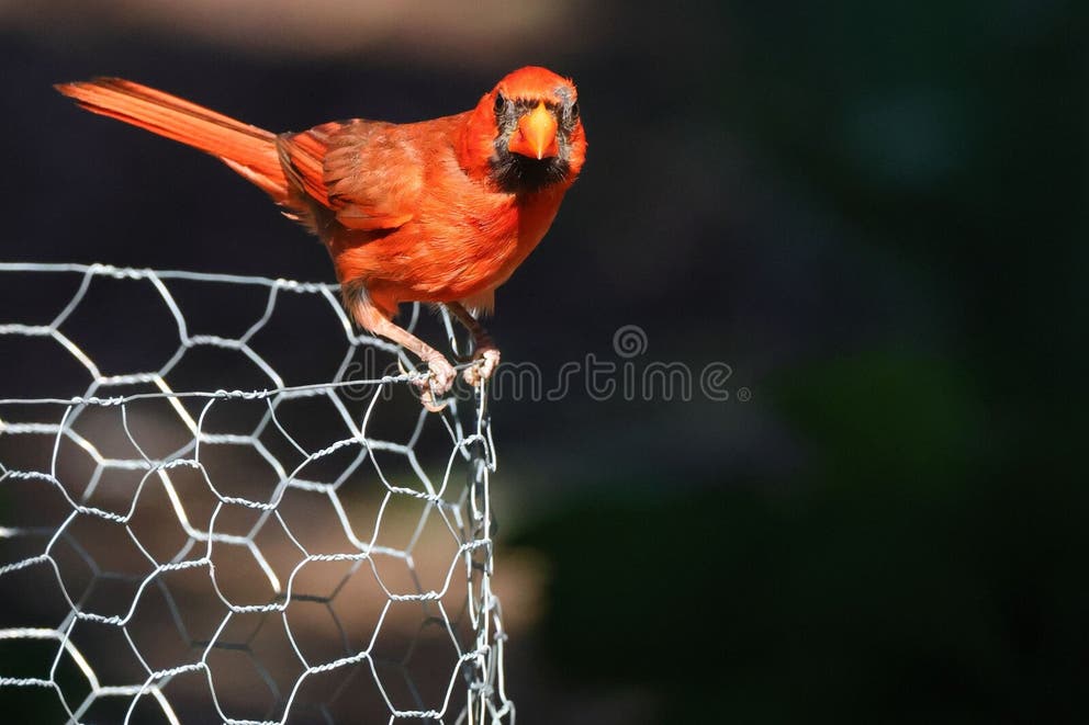 Tiny Red Bird Sits Perched Atop a Wire Netting Structure. Stock Photo ...