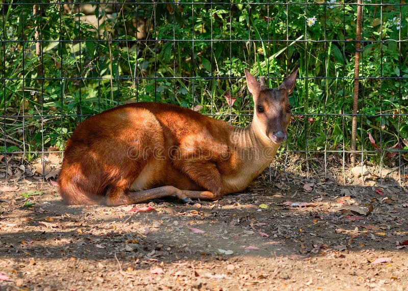Tiny Red Brocket Deer is Resting by the Fence at the Zoo Stock Photo ...