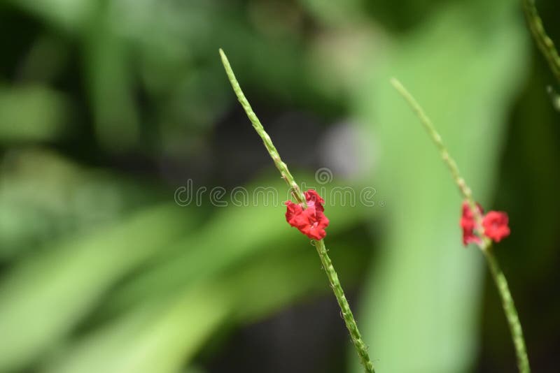 Tiny Red Budding Flower Blooming on a Stem Stock Image - Image of ...