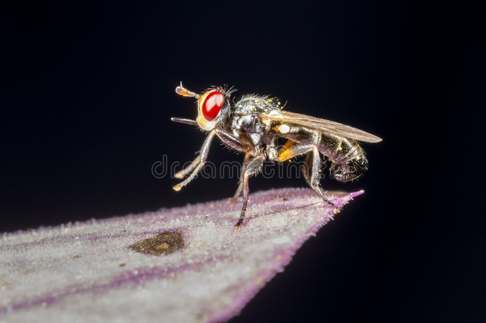Tiny red eyed fly on leaf stock photo. Image of high - 281871366