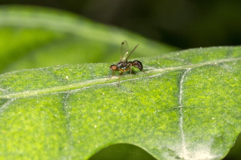 Tiny Red Eyed Insect on Leaf Stock Photo - Image of leaf, insect: 281871332