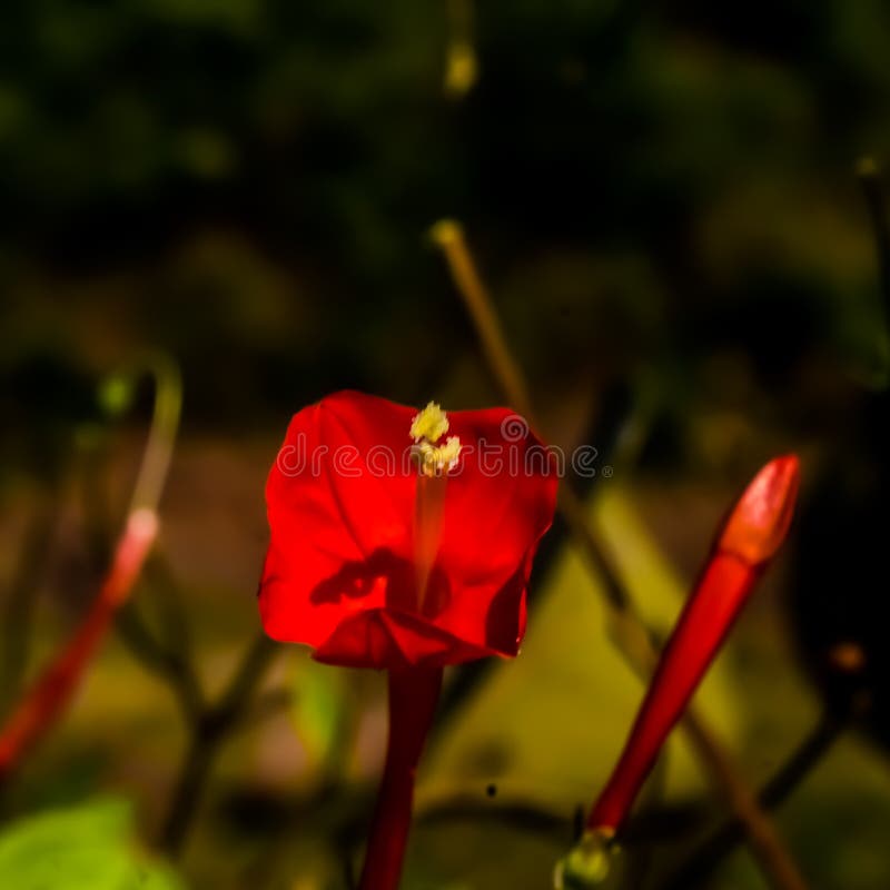 Tiny red flower stock image. Image of plant, blossom - 205407801