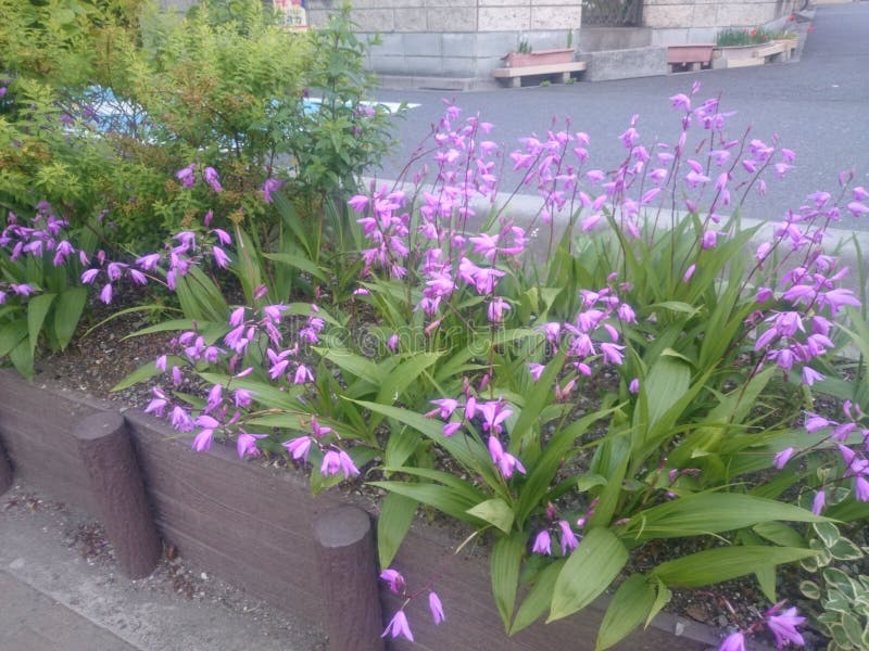 Tiny red flower stock image. Image of river, side, tiny - 116007299