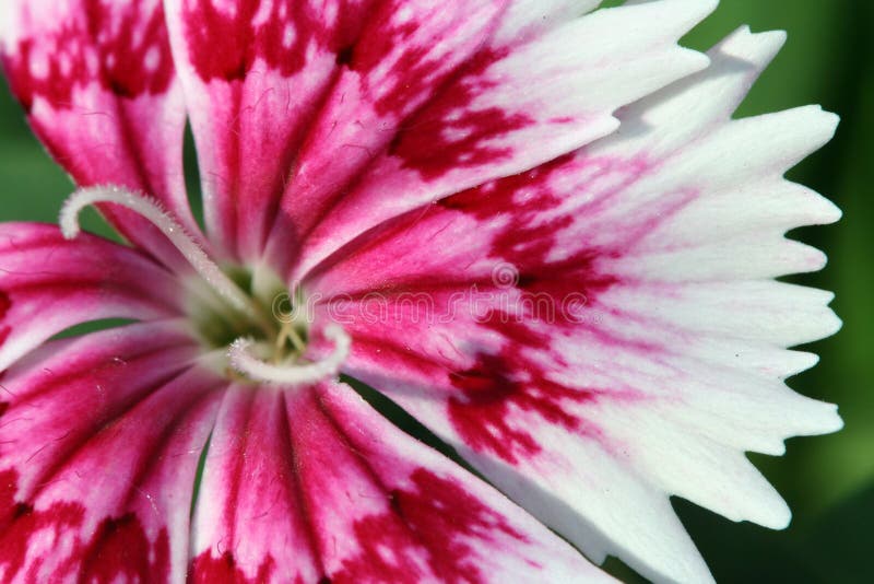 Tiny Red Flowers Picture. Image: 5590781
