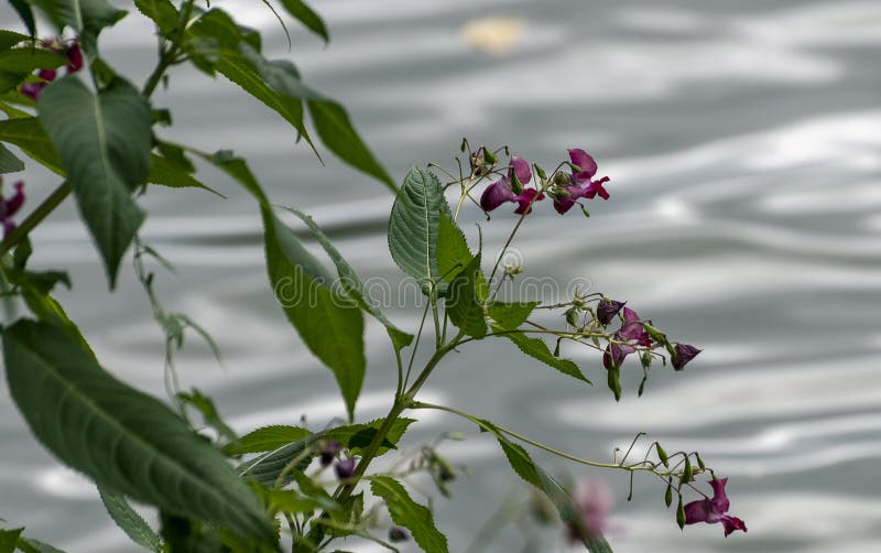 Tiny Red Flowers on Bushes Above the Reflection of the River Stock ...
