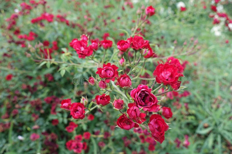 Tiny red flowers of roses stock photo. Image of ornamental - 237327376