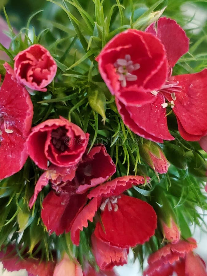 Tiny red flowers stock photo. Image of plants, flowers - 176797878